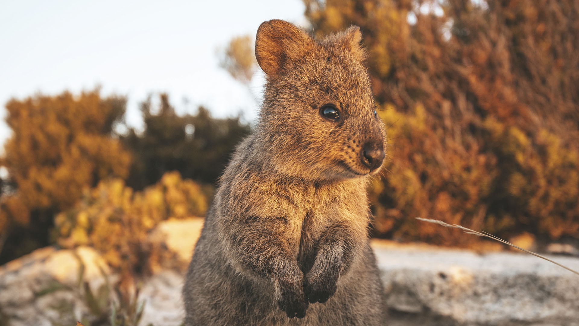 ROTTNEST DISCOVERY 2024